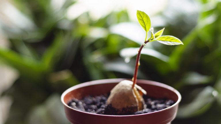 Always Wanted to Sprout an Avocado Seed? Here’s How To Do it