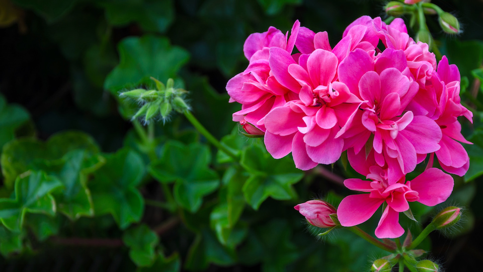 7 Facts About Geraniums You Need to Know
