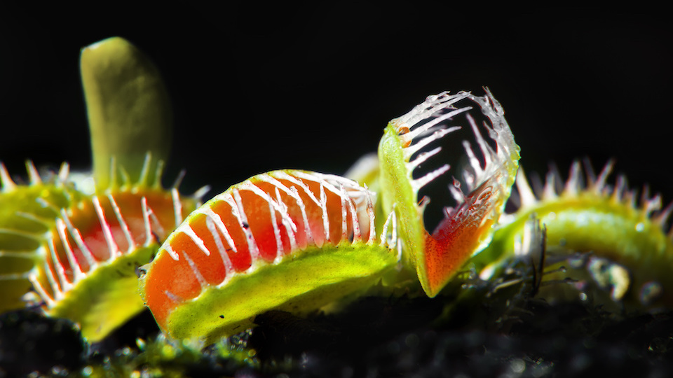 Top Carnivorous Plants Anyone Can Grow