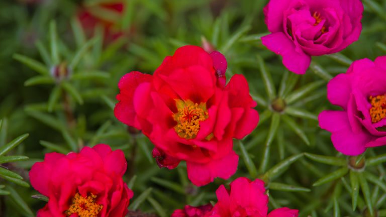 Enjoying Moss Rose in Your Garden